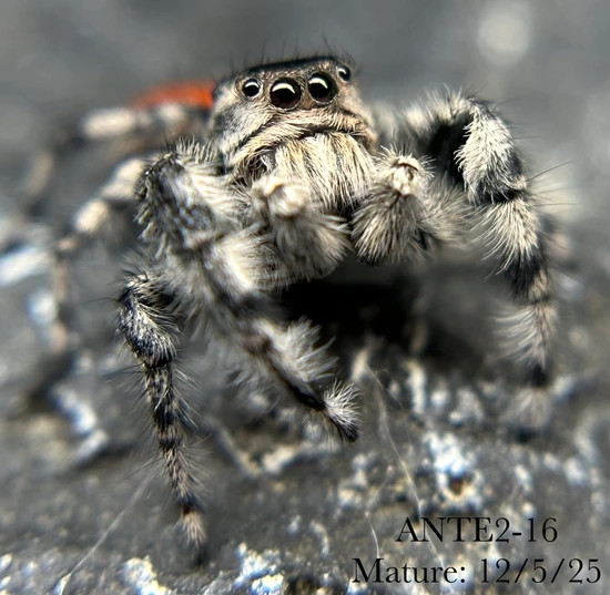 ANTE2-16 Mature Male Phidippus Adumbratus Jumping Spider by Georgia ...