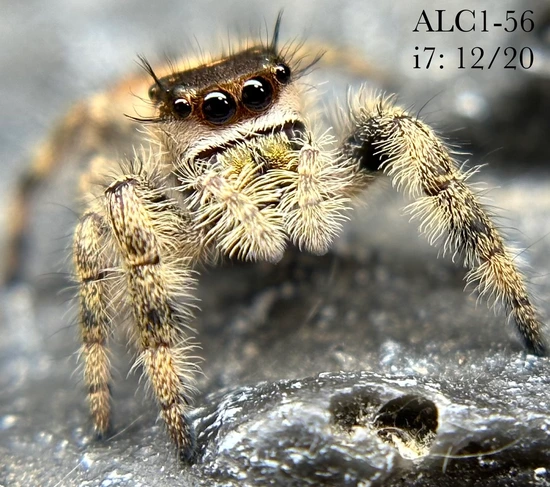 ALC1-56 Juvenile Female Hybrid Phidippus Regius/Otiosus Jumping Spider ...