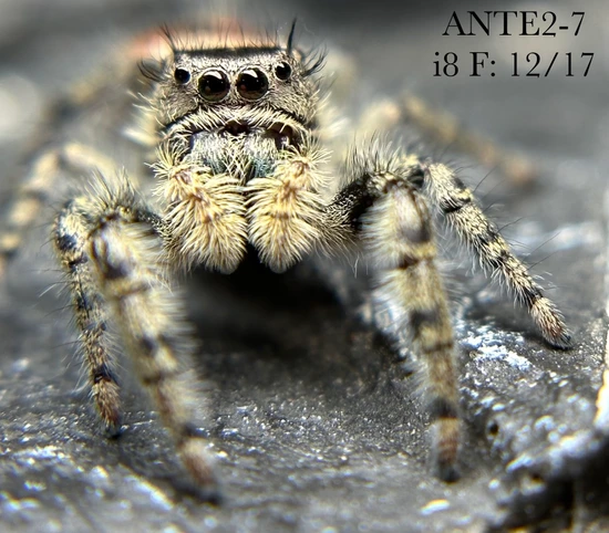 ANTE2-7 Subadult Female Phidippus Adumbratus Jumping Spider by Georgia ...