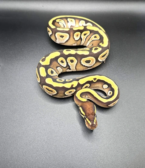 Mojave Wookie Het Pied Ball Python by Gethissed