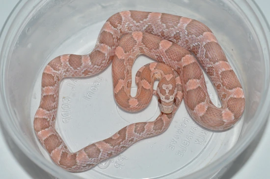 Red Factor Ultramel Anery Corn Snake by Ghost House Corn Snakes