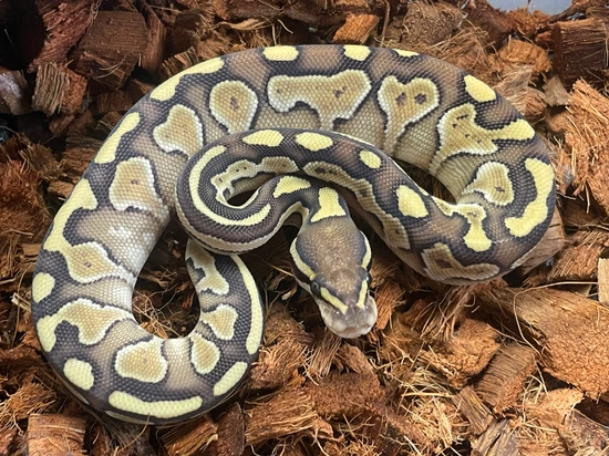 25’ Cypress Lesser Ball Python by Ghoulsby's Serpents