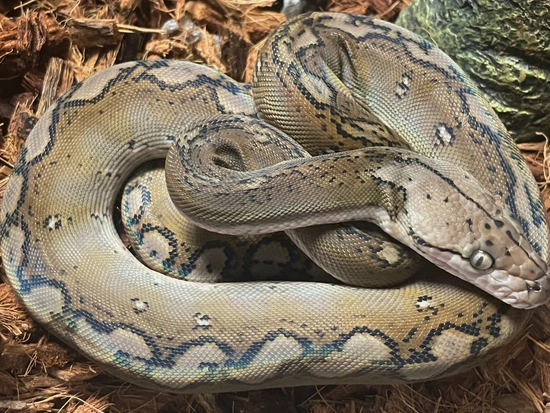 31.25% Jampea 25% Kalatoa Anery Motley Ph Purple OR Caramel Albino ...