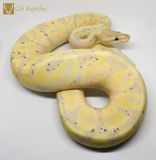 Banana Fire Ball Python by GH Reptiles