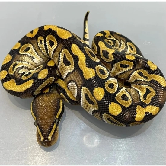 Mojave Dbl Het Monsoon Clown Ball Python by BBM Reptiles