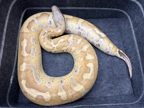 Pale Grey Blood Python by Giantkeeper Reptiles