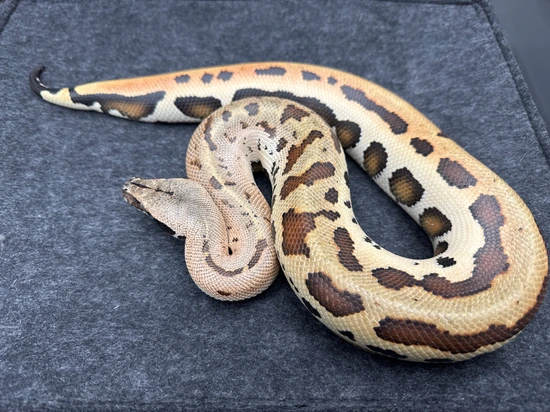 Goldeneye Pos Het T+ Blood Python by Giantkeeper Reptiles