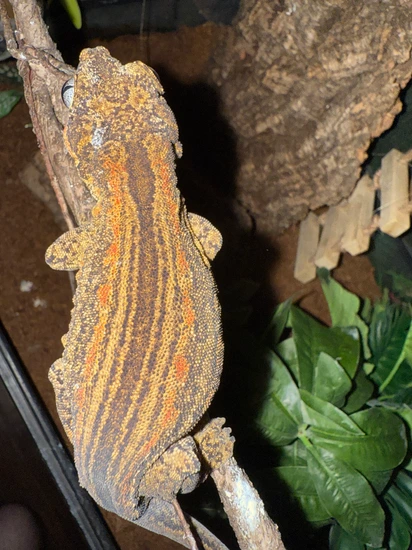 🔥🔥 Proven Red And Yellow Stripe Funky Garg 🔥🔥 Gargoyle Gecko by Gibsons ...