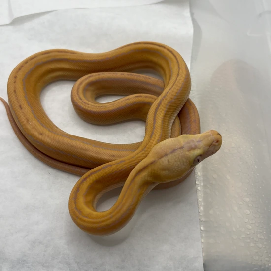 Lavender Golden Child Tiger (Pos Platinum) Reticulated Python by Gideon ...