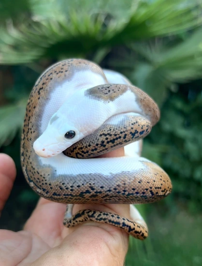 Motley Pied Pos Het Albino Reticulated Python by Gideon Pythons