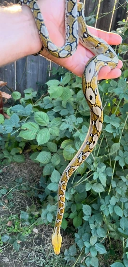 Triple Het (Pied, Albino, Titanium) Reticulated Python by Gideon Pythons