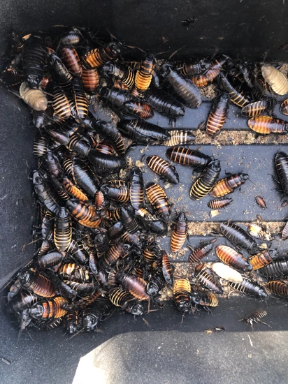 Tiger X Black Tiger Hisser Wholesale Breeders Cockroach by Gigem Geckos ...