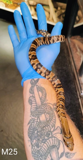 False Water Cobra (Potential Het. Lavanders) by Ginger Snake Man