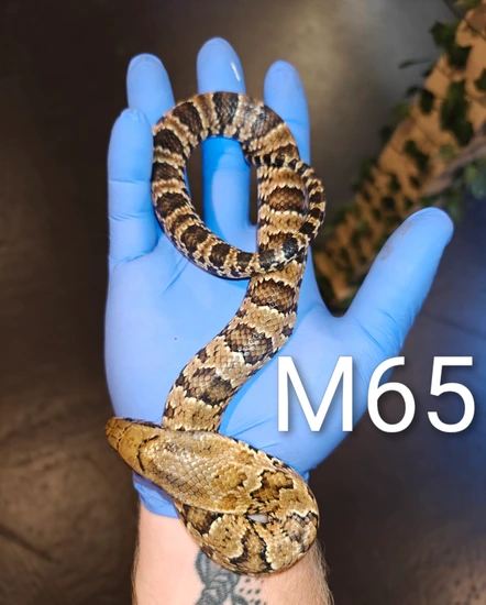 Het Lavander False Water Cobra by Ginger Snake Man