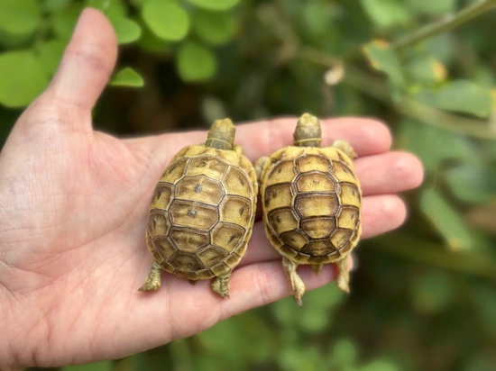 Golden Greek Babies Greek Tortoise by Ginger Reptiles