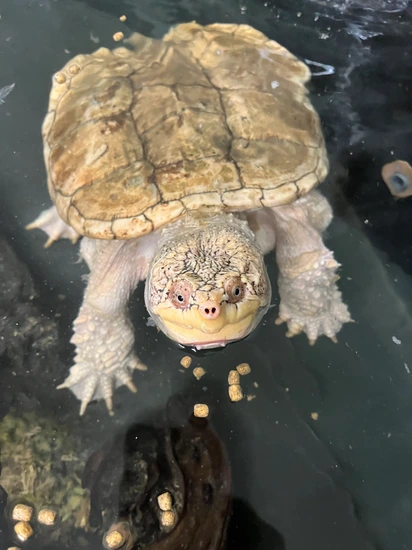 2014 Leucistic Common Snapping Turtle by Carolina Colubrids