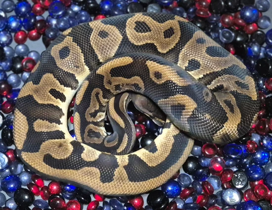Leopard Wookie Ball Python by CG Morphs
