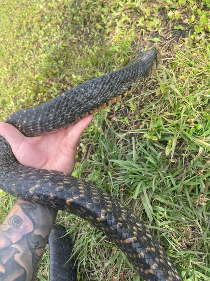 Texas Indigo Adult Cribo & Indigo Snakes by Glades Reptiles