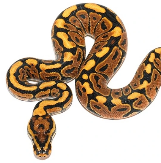 Redstripe Spotnose Het Clown Ball Python by East Coast Constriction