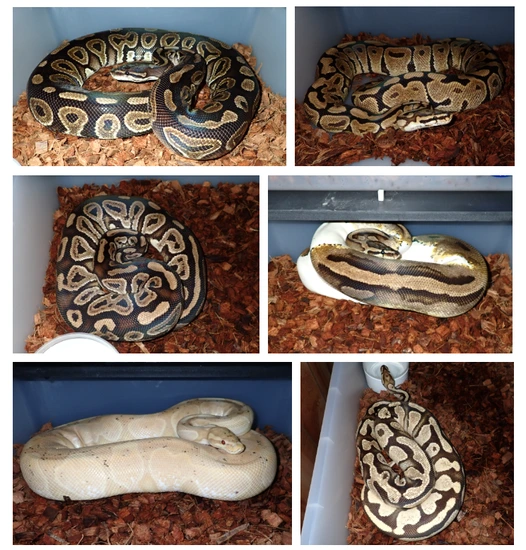 (14) Ball Python Collection (Local Pick Up Only) by East Coast Constriction
