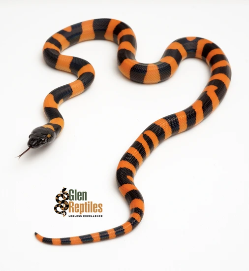 Bismarck Ringed Python by Glen Reptiles