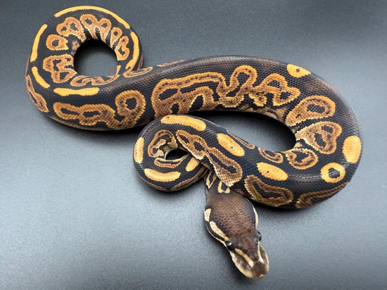Black Pastel Het Pied Het Albino Ball Python by Great Lakes Herpetoculture