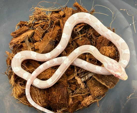 Snow Corn Corn Snake by Great Lakes Herpetoculture