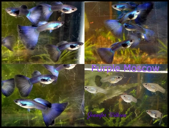 Purple Moscow Guppy Trio by Glorious Guppies