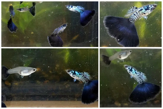 Galaxy Blue Tail Guppy Pair by Glorious Guppies