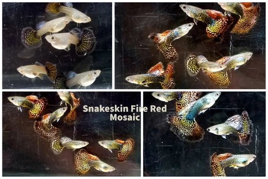 Snakeskin Fire Red Mosaic Pair Guppy by Glorious Guppies