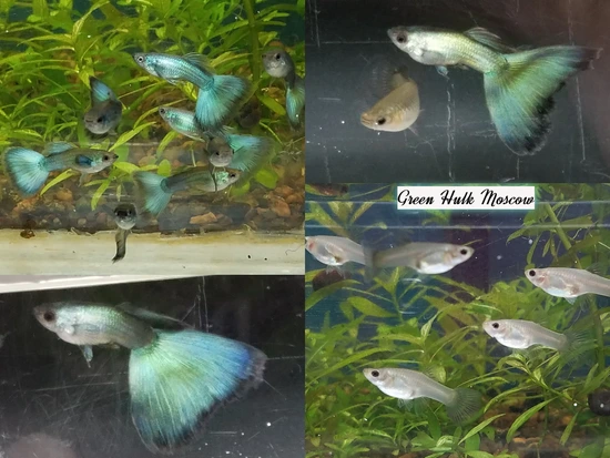 Green Moscow Guppy Pair by Glorious Guppies