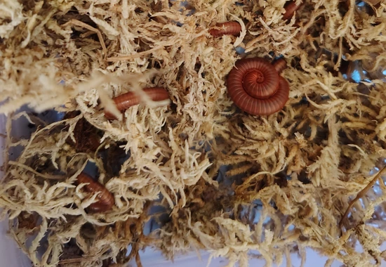 10x Scarlet Millipedes Trigoniulus Corallinus by South Texas Reptiles