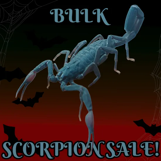 10 Pack Of Bark Scorpions by Swamp Creature Exotics