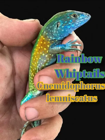 Breeder Group Of Rainbow Whiptails Whiptail Lizard by Swamp Creature ...