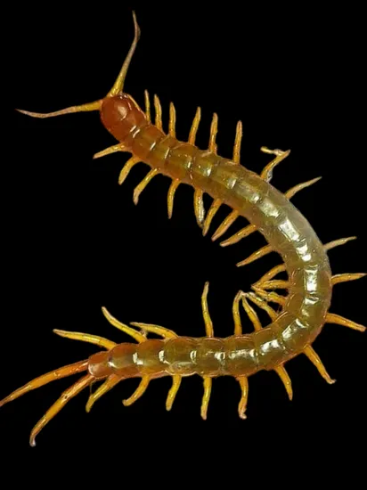 Scolopendra Alternans (Giant Keys Centipede) by Swamp Creature Exotics