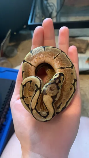 Spider Ball Python by GoGo Pythons & Spooders