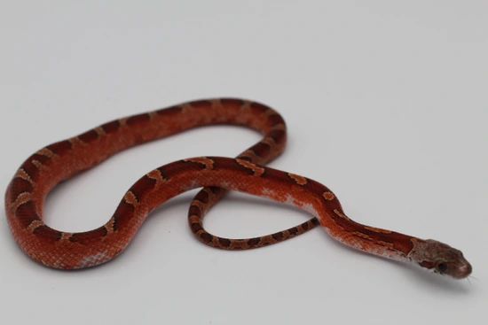 Blood Red Pied Sided Corn Snake by GoldenlineCresties