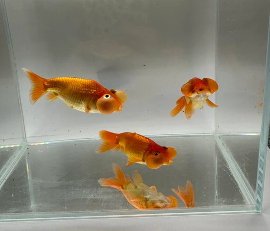 Bubble Eye Goldfish Red by Goldfish Palace