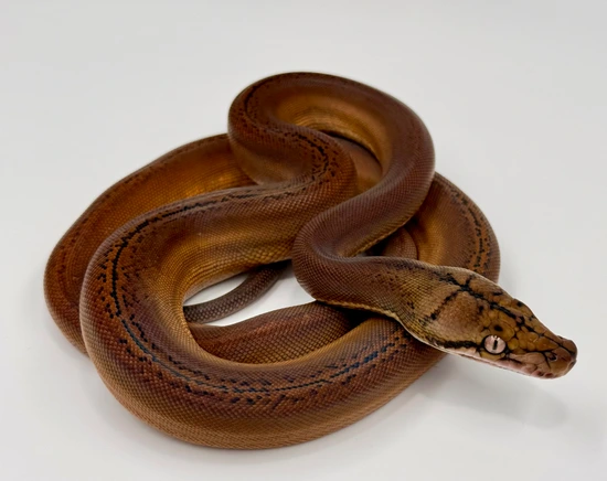 Goldenchild Sunfire 100% Het OGS & Purple OR Indo Caramel Reticulated ...