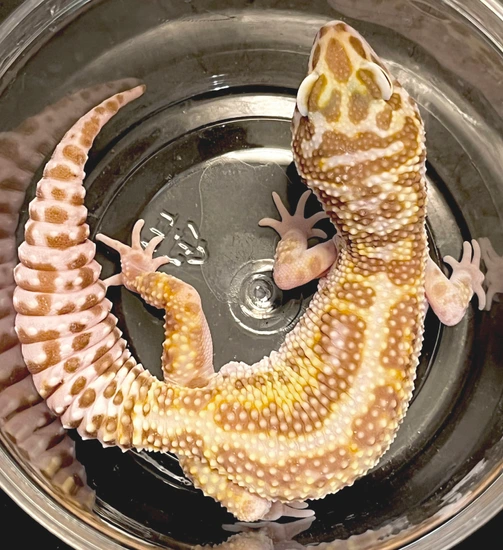 White & Yellow Mack Snow Tremper Female Leopard Gecko by Love My Frog