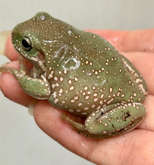 Super Snowflake / Pos Goldflake White's Tree Frog by Love My Frog