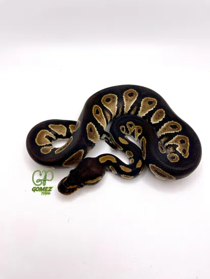 2️⃣5️⃣% OFF!! Chocolate Black Head Het Clown Ball Python by Gomez Pythons