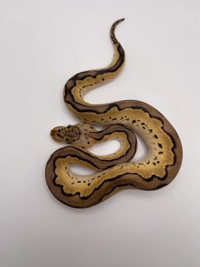 Black Head Pastel Clown Ball Python by Gomez Pythons