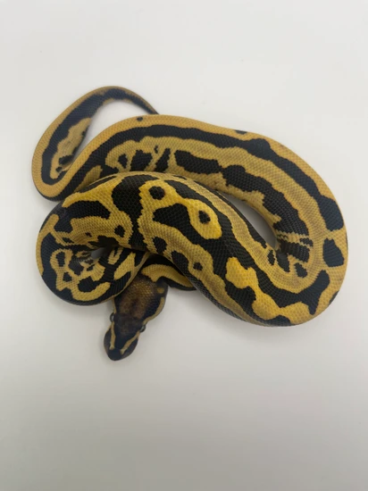Leopard Desert Ghost 50% Het Pied Ball Python by Gomez Pythons