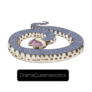 Drama Queens Exotic's - MorphMarket