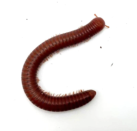 WC Scarlet Millipede (Trigoniulus Corallinus) by ChimpkinNBeans