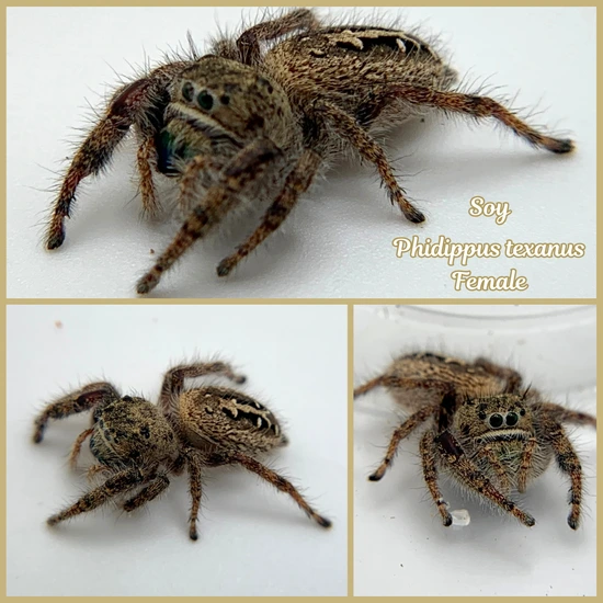 Soy | Phidippus Texanus Jumping Spider by ChimpkinNBeans