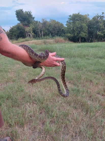 Southern Scrub Python by ATXotics