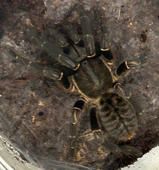 Thai Tiger Tarantulas - Cyriopagopus Vonwirithi by Good Life Geckos