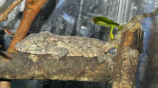 Cuban False Chameleon - Anolis Barbatus Anole by Good Life Geckos